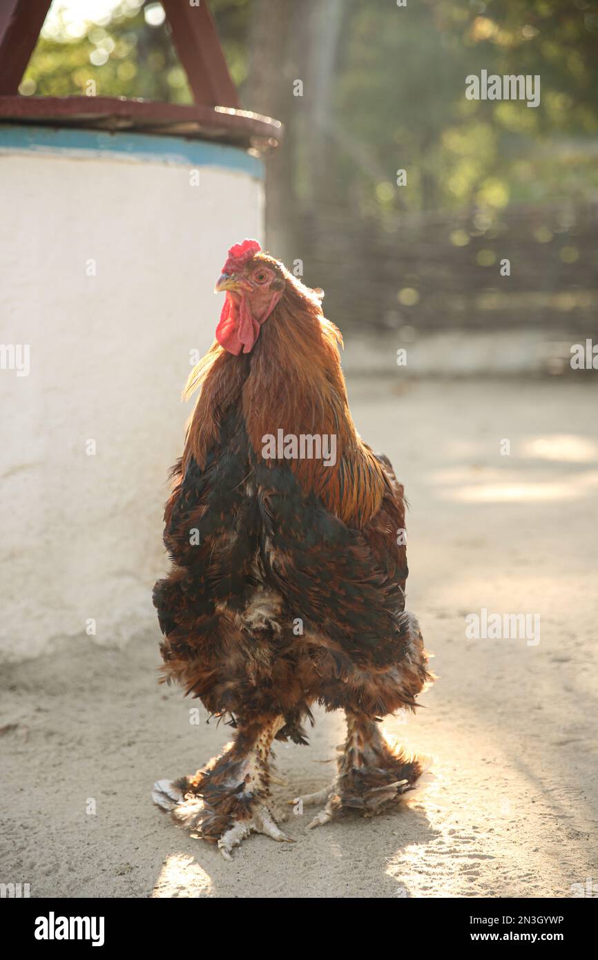 Big red rooster in yard. Farm animal Stock Photo - Alamy