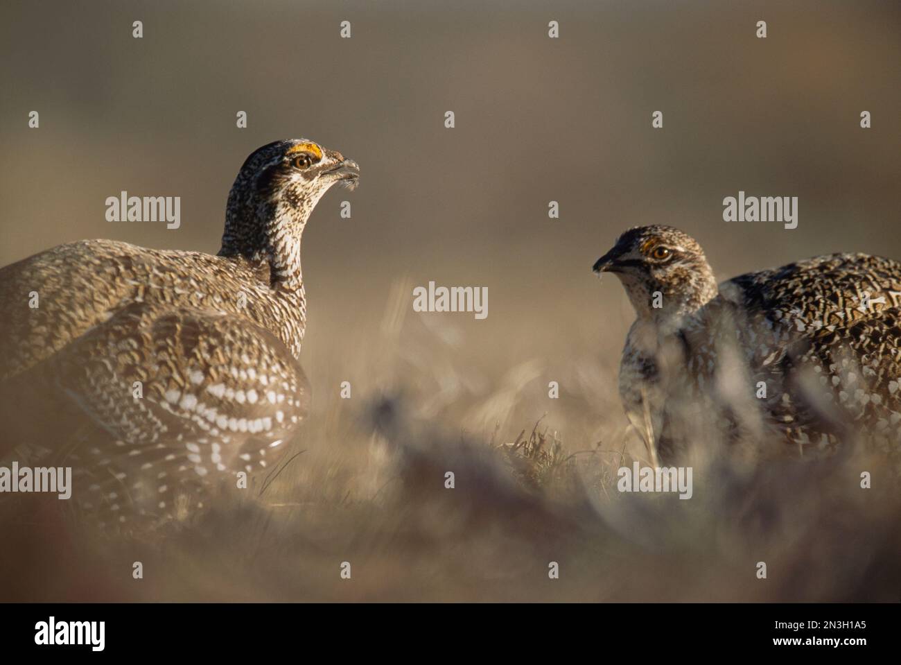 Columbian sharp-tailed grouse (Tympanuchus phasianellus) on a breeding ...