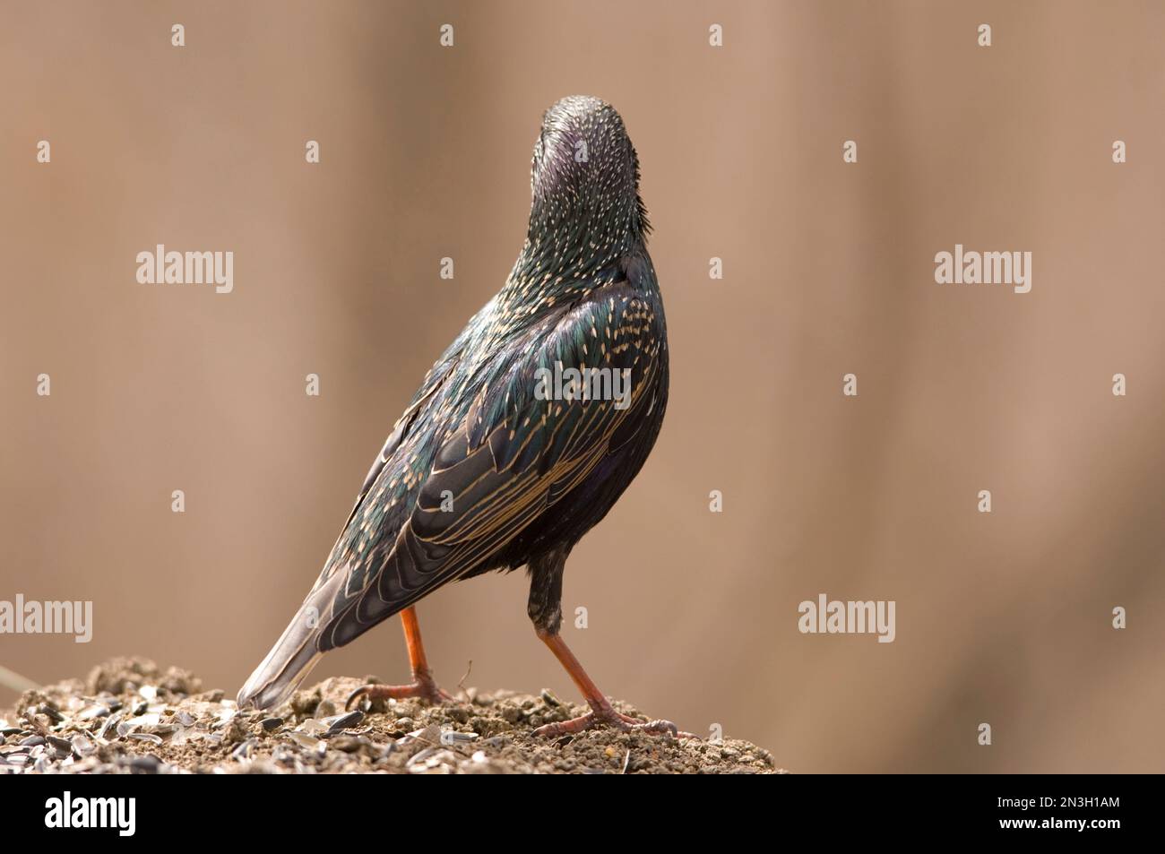 Sturnus vulgaris linnaeus hi-res stock photography and images - Alamy