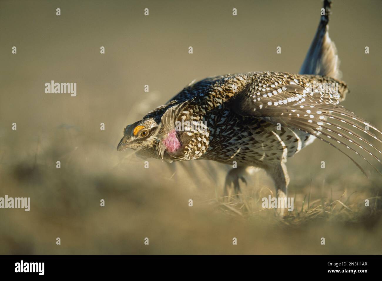 Columbian sharp-tailed grouse (Tympanuchus phasianellus) does a mating ...