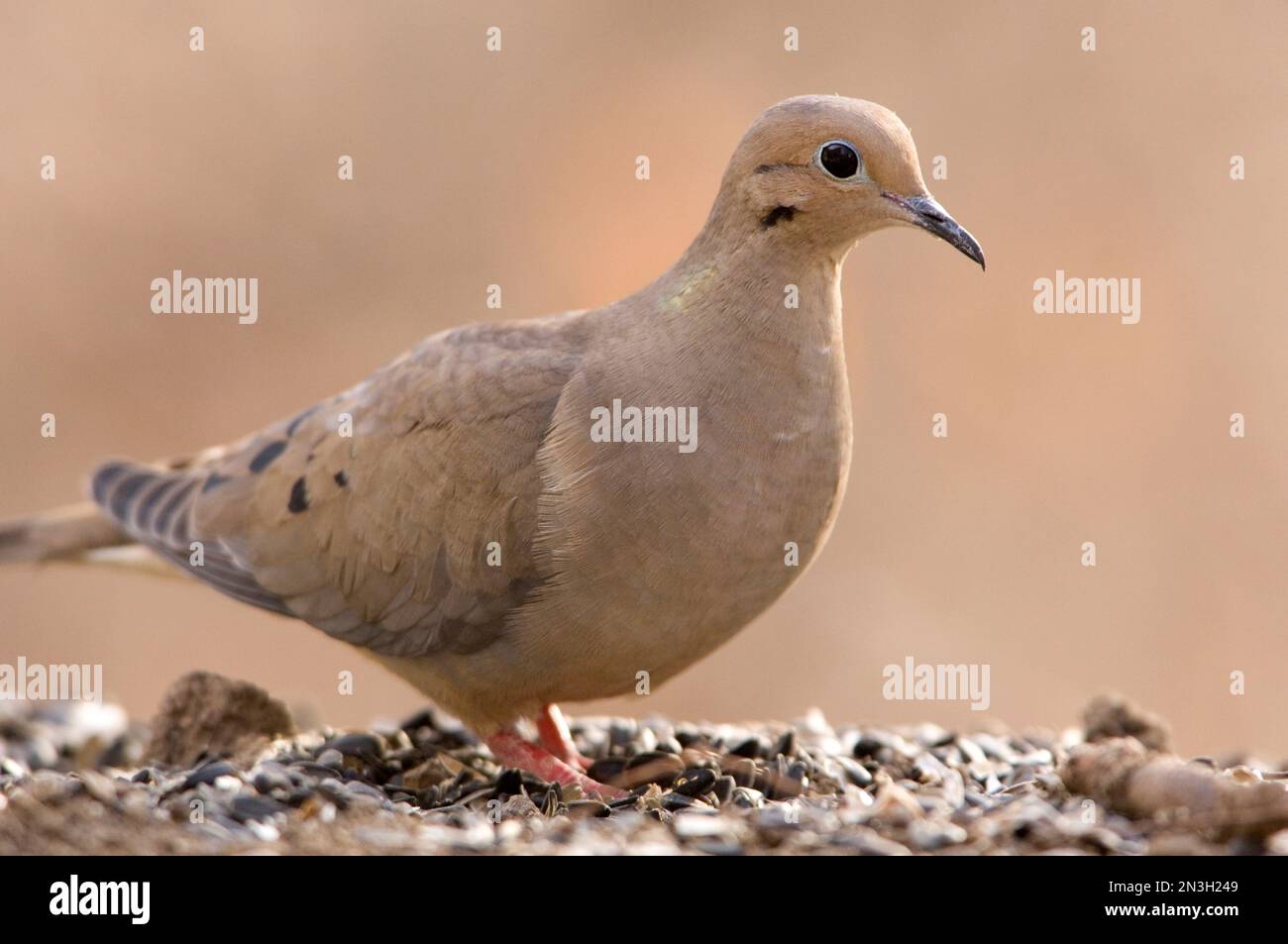 Close up mourning dove photography hi-res stock photography and images ...