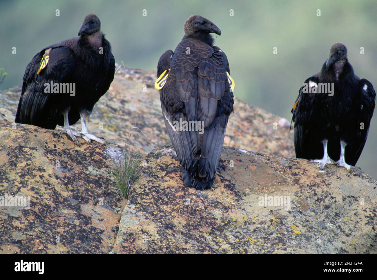 Three juvenile California Condors (Gymnogyps californianus) perch side ...