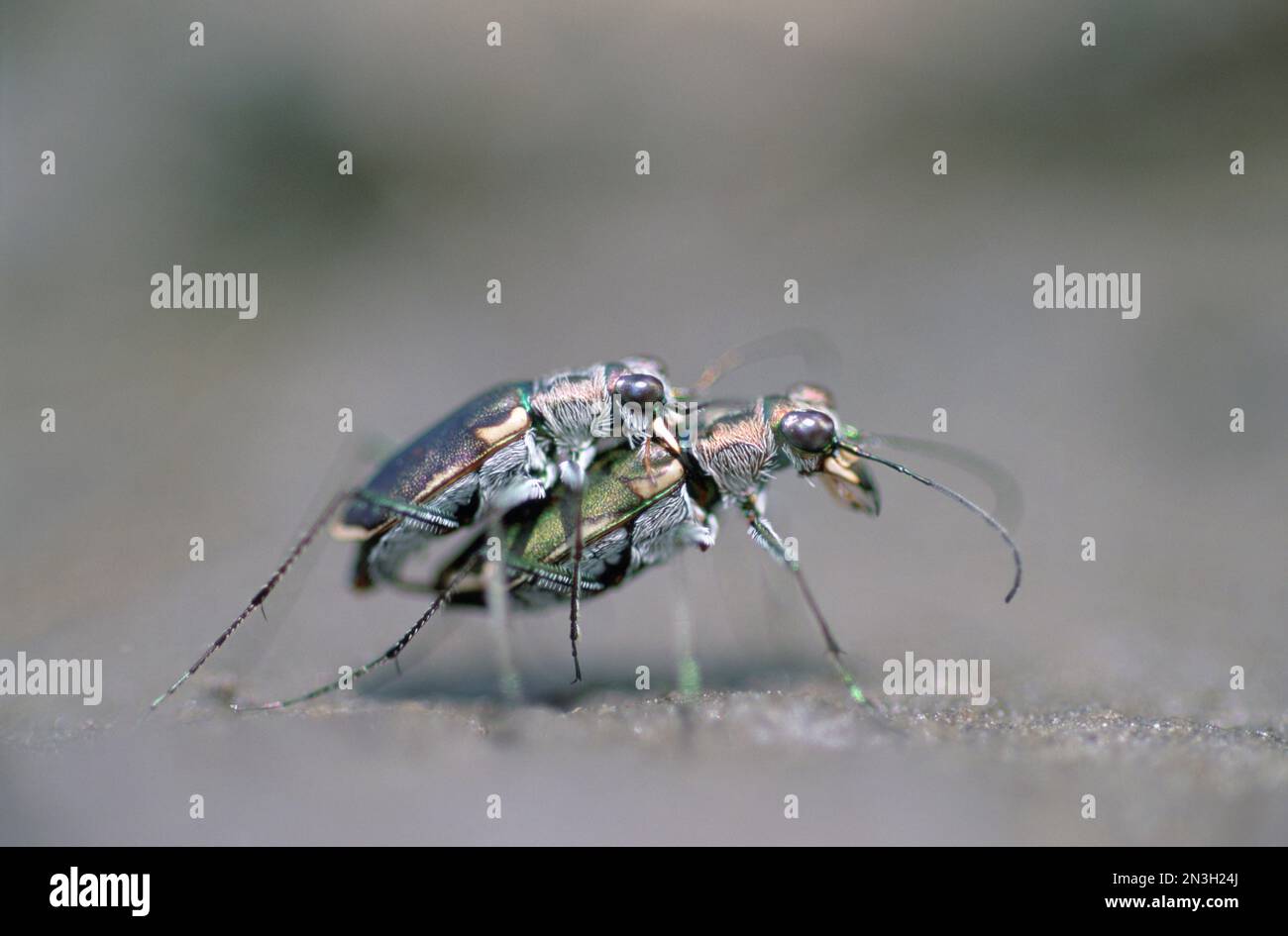 Salt creek tiger beetles hi-res stock photography and images - Alamy