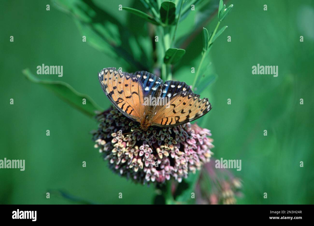 Regal fritillary hi-res stock photography and images - Alamy