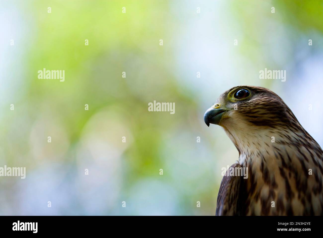 Portrait of a rehabilitated, captive Merlin (Falco columbarius), which ...