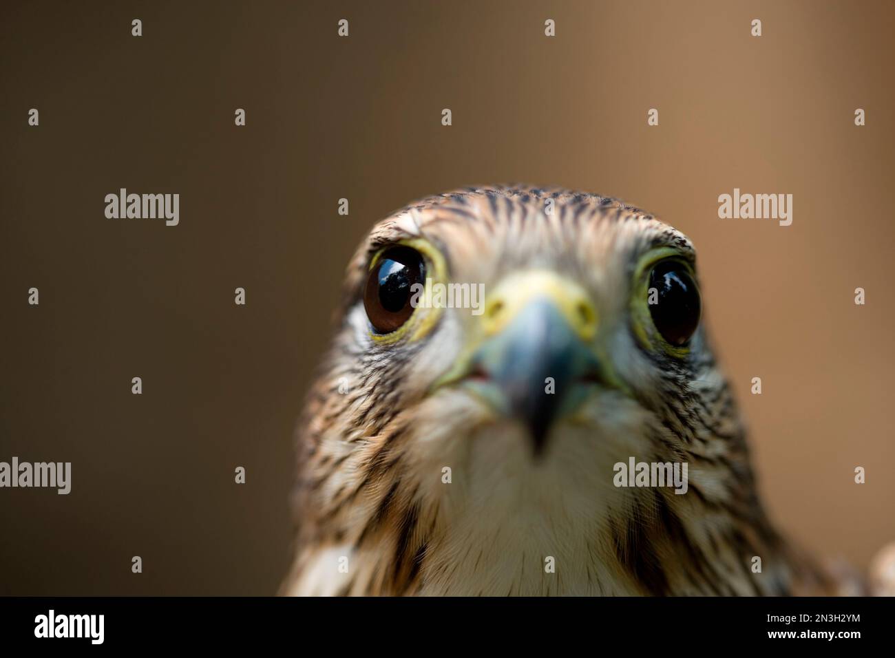 Sandy, a four year-old captive female merlin is cared for Elaine Bachel ...