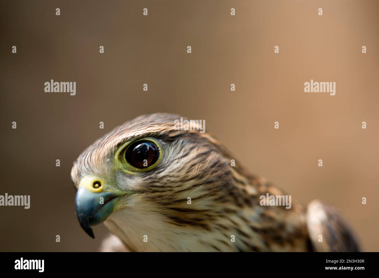 Close-up portrait of a rehabilitated, captive Merlin (Falco columbarius ...