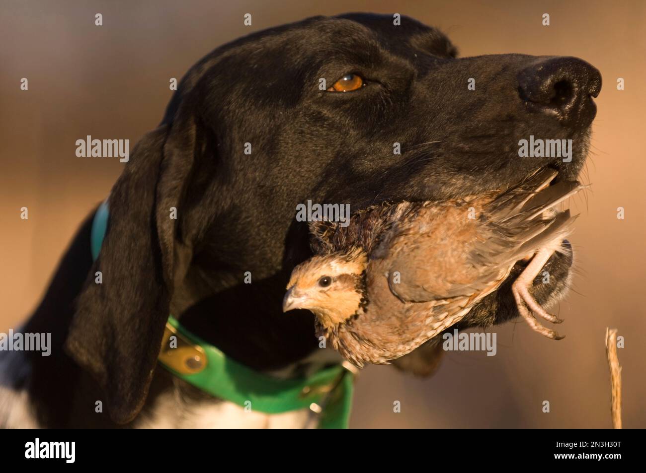 German Shetland dog proudly holds a female Northern Bobwhite Quail ...