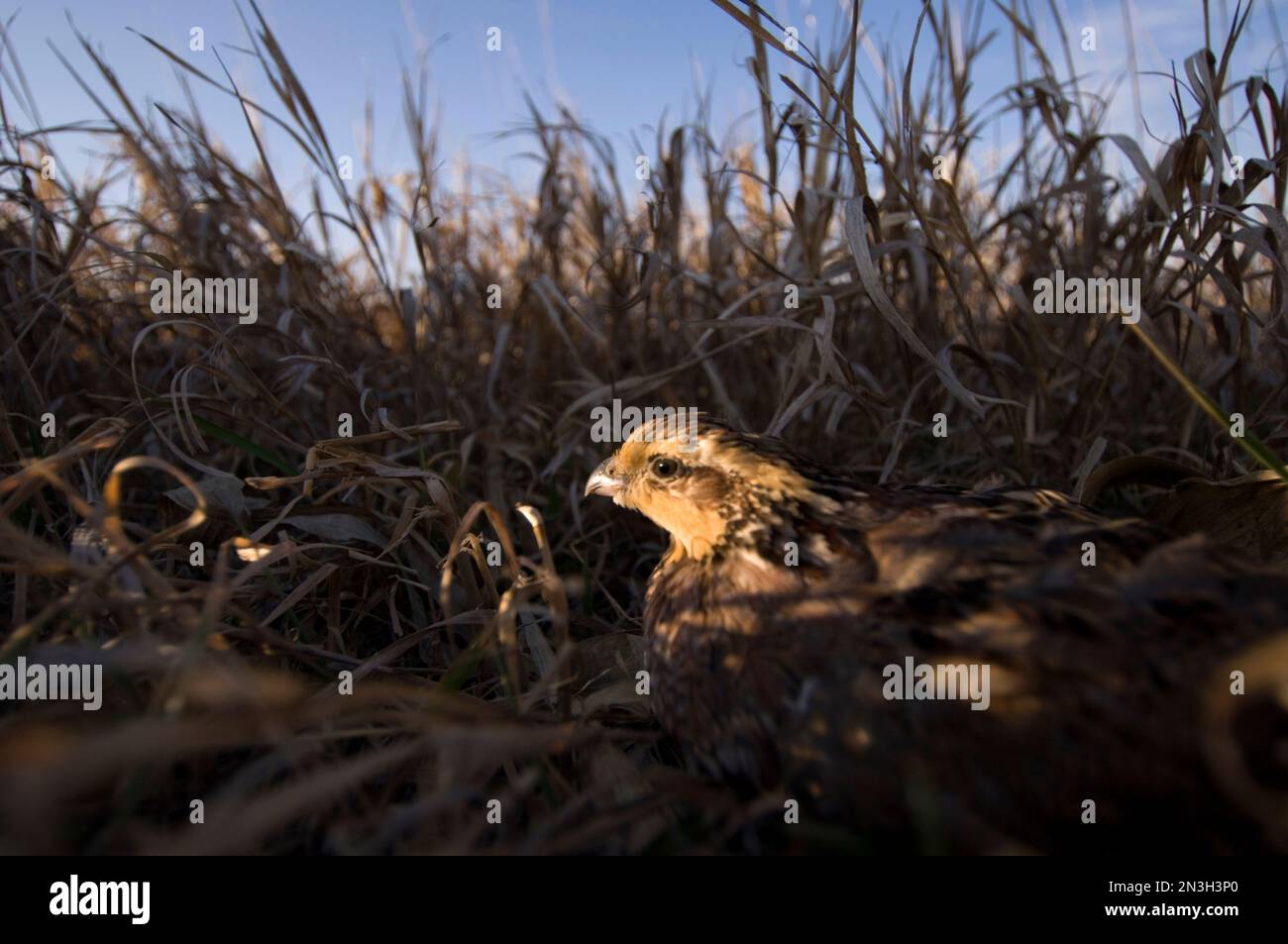 Captive female Northern Bobwhite Quail (Colinus virginianus) hides in ...