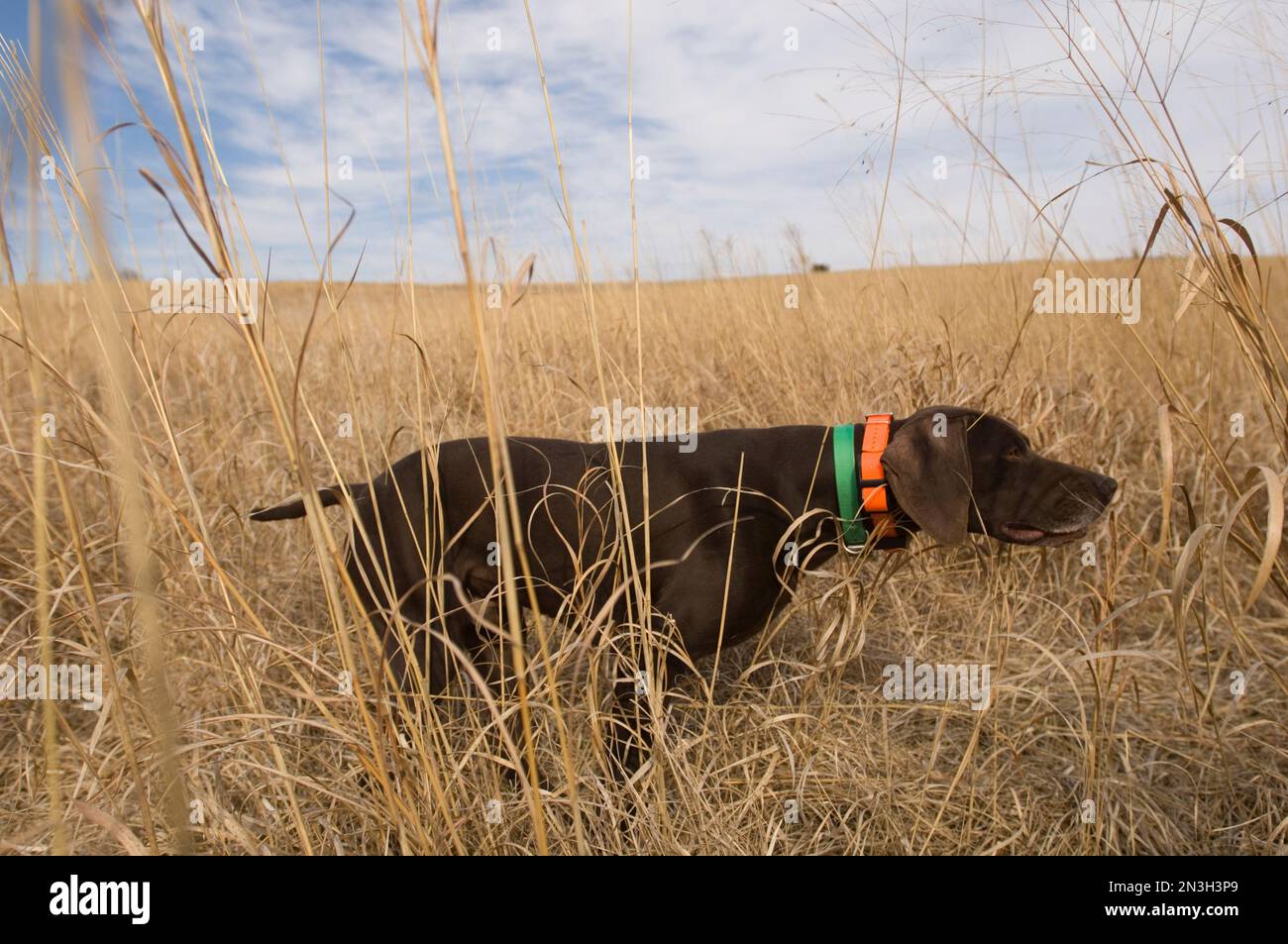German Shetland dog points in the directions of his owner's kill ...