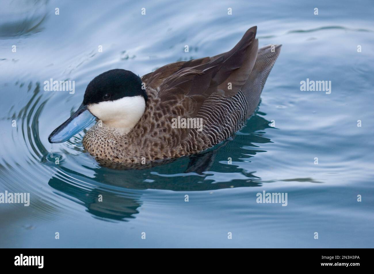Puna Teal Duck (Anas puna) swimming at a zoo; Houston, Texas, United ...
