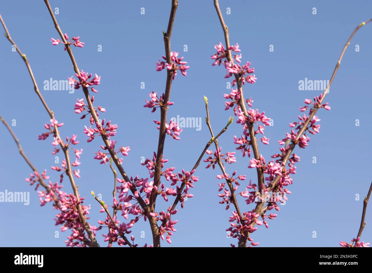 Eastern Redbud Winter