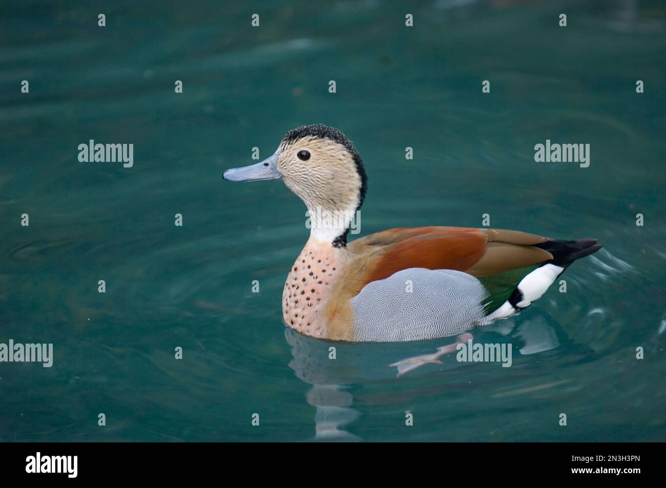 Male Ringed Teal Duck (Callonetta leucophrys) in water at a zoo ...