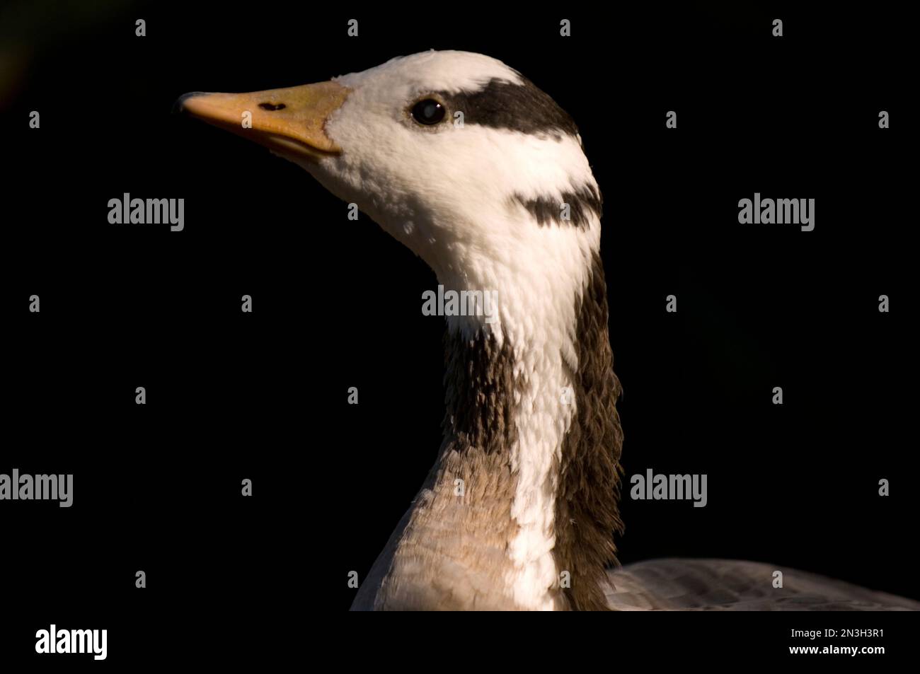 Close-up portrait of a Bar-headed Goose (Anser indicus) at a zoo ...