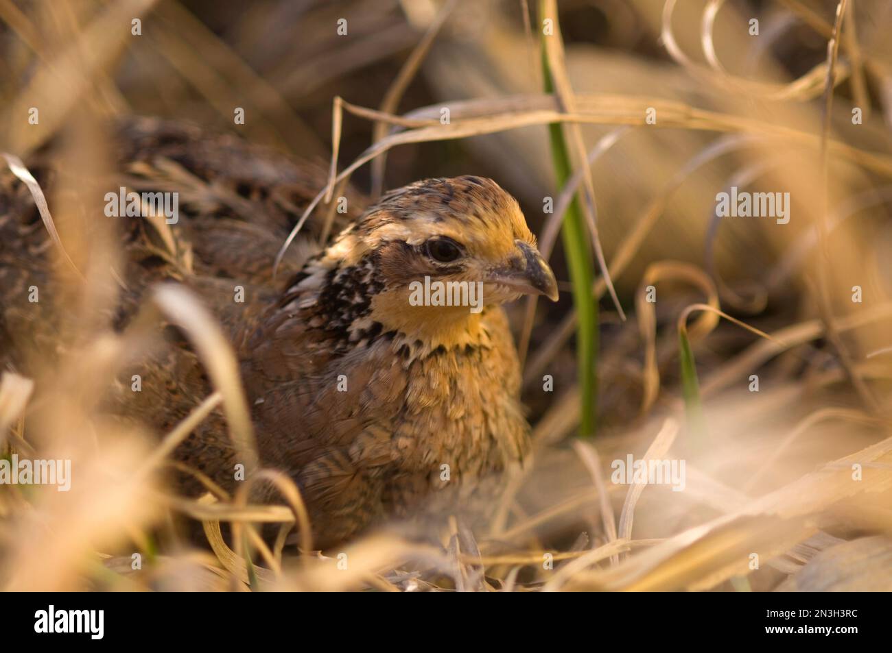 Portrait of a captive female Northern Bobwhite Quail (Colinus ...