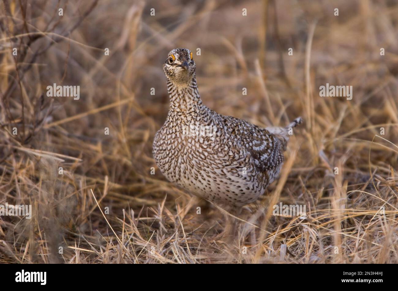 Portrait of a Sharp-tailed Grouse (Tympanuchus phasianellus) in a field ...