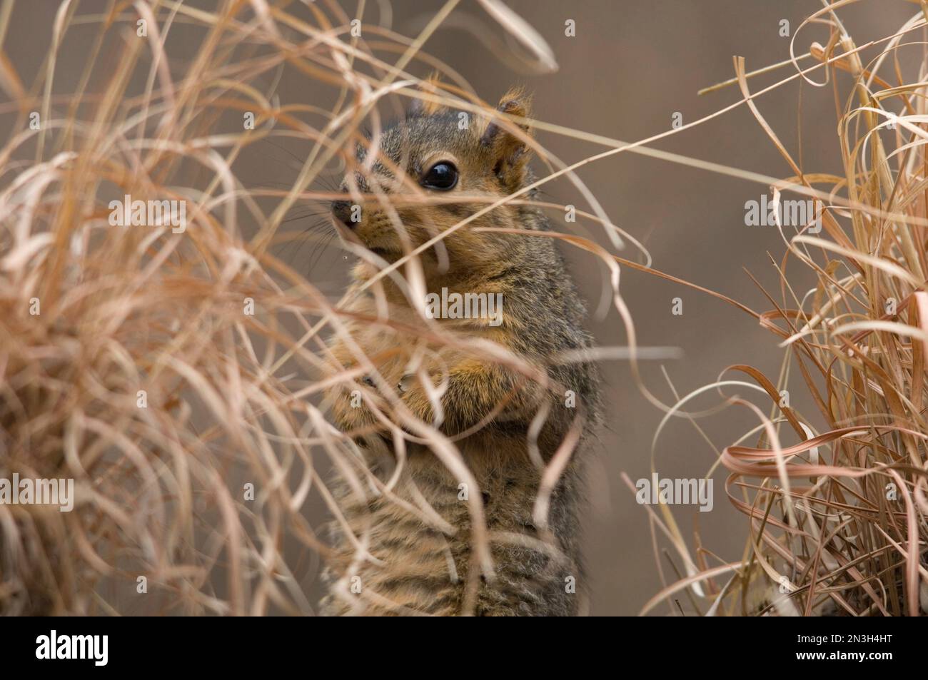 Tall grasses make up a Fox Squirrel's (Sciurus niger) nest; Lincoln ...