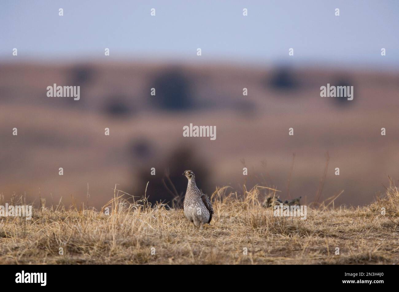 Sharp-tailed Grouse (Tympanuchus phasianellus) walks through a field ...
