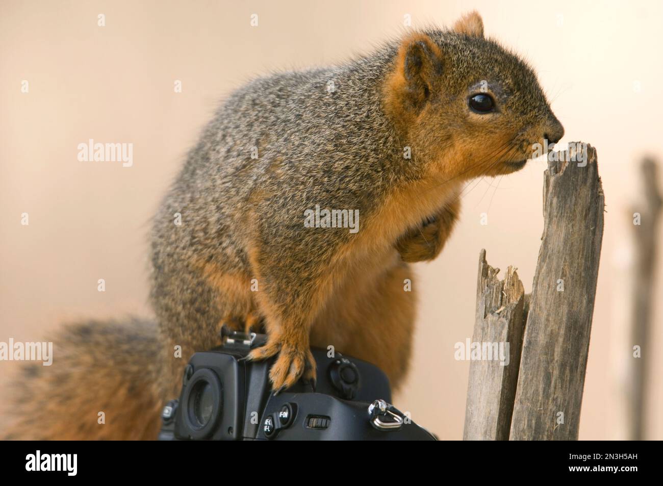 Fox Squirrel (Sciurus niger) sits on a digital camera; Walton, Nebraska ...