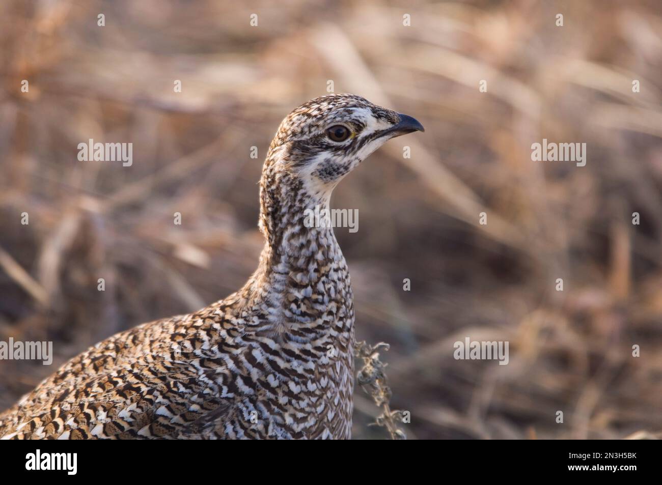 Close-up portrait of a Sharp-tailed Grouse (Tympanuchus phasianellus ...