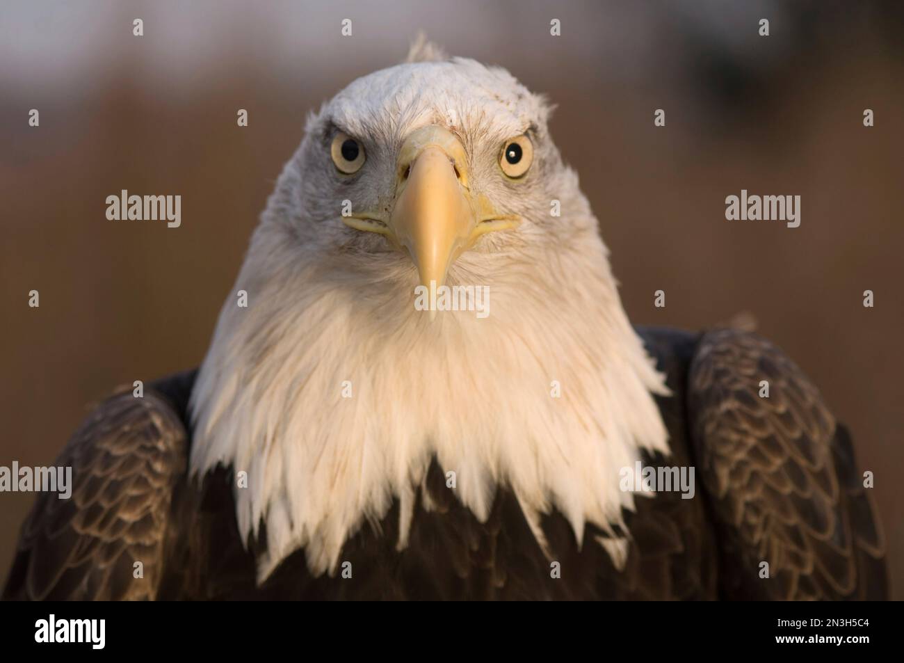 Close-up portrait of a captive Bald Eagle (Haliaeetus leucocephalus) at ...