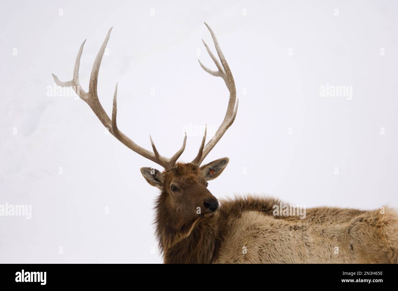 Portrait of Elk (Cervus canadensis) with antlers against a snowy white ...