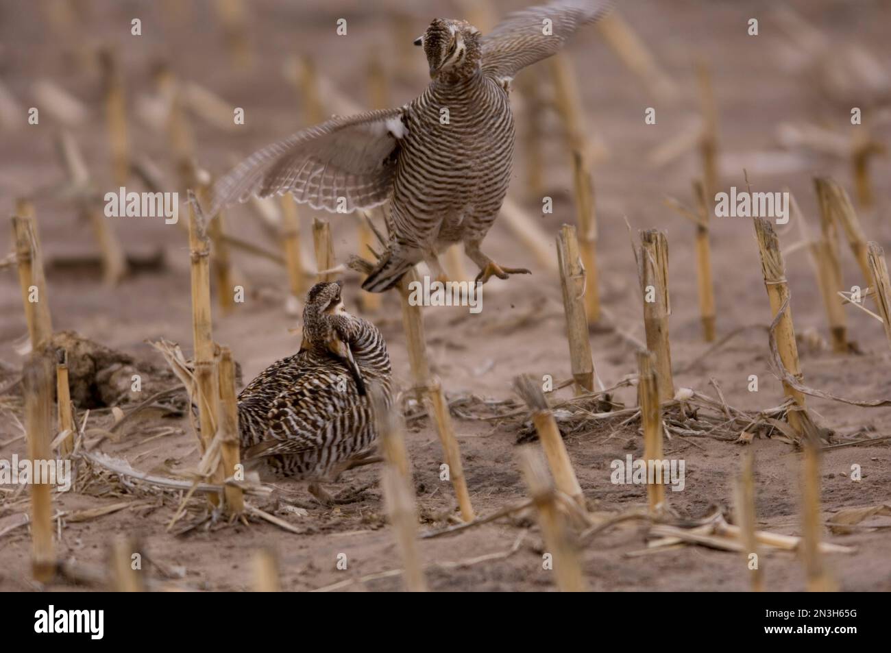Greater Prairie Chickens (Tympanuchus cupido pinnatus) in a corn ...