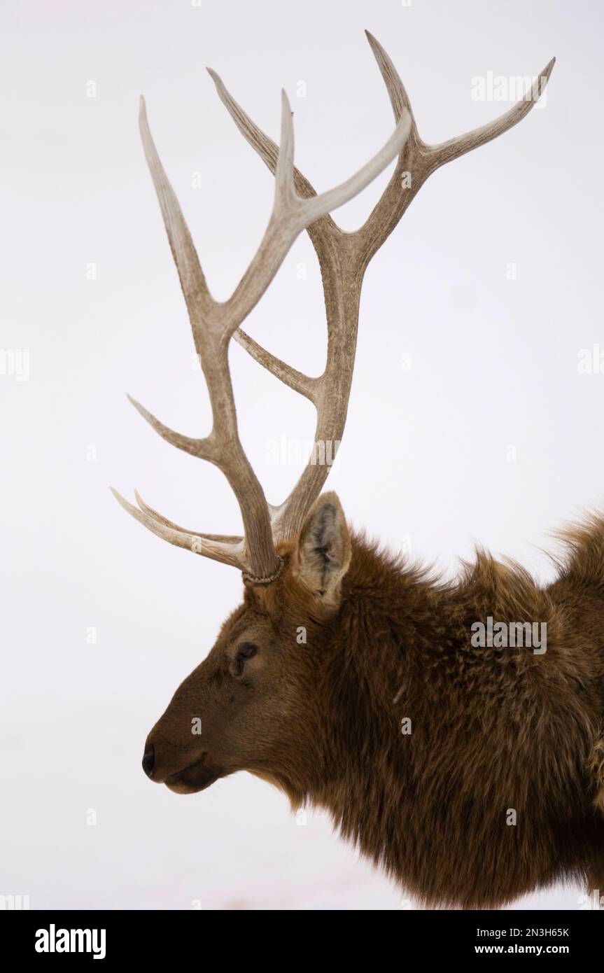 Bull elk side view head hi-res stock photography and images - Alamy