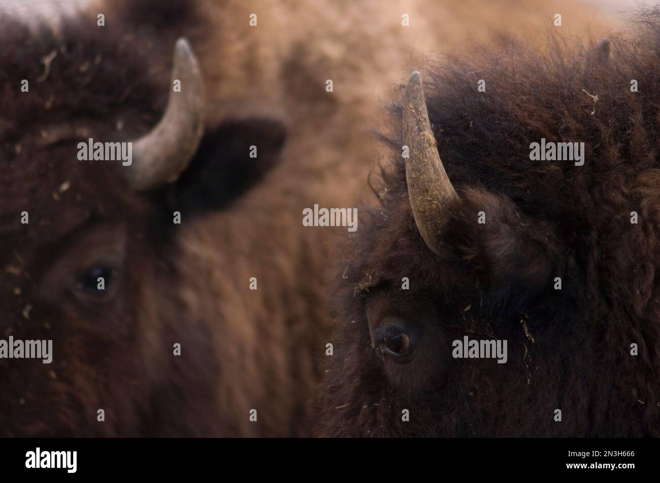 Close-up of two Bison (Bison bison) standing close together showing ...