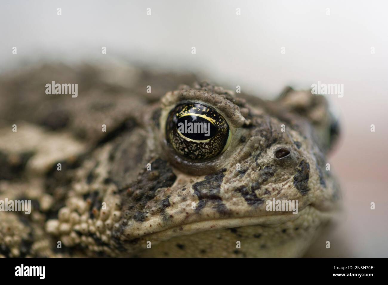 Close-up of a toad's eye and face; Dunbar, Nebraska, United States of ...