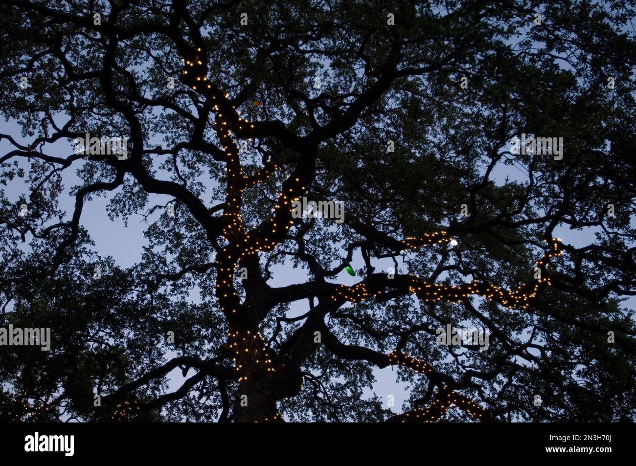 White Christmas lights adorn a tree; Austin, Texas, United States of ...