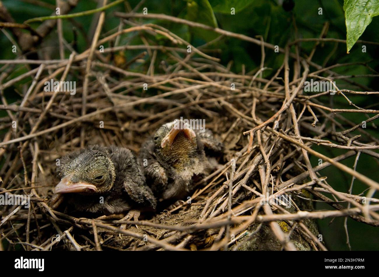 Two baby blue jays (Cyanocitta cristata) wait for their mother to ...