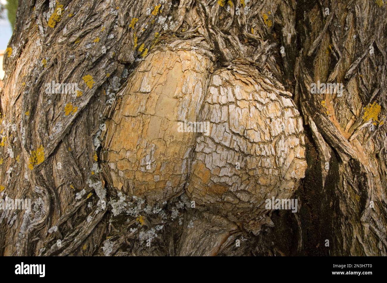 Tree burr hi-res stock photography and images - Alamy