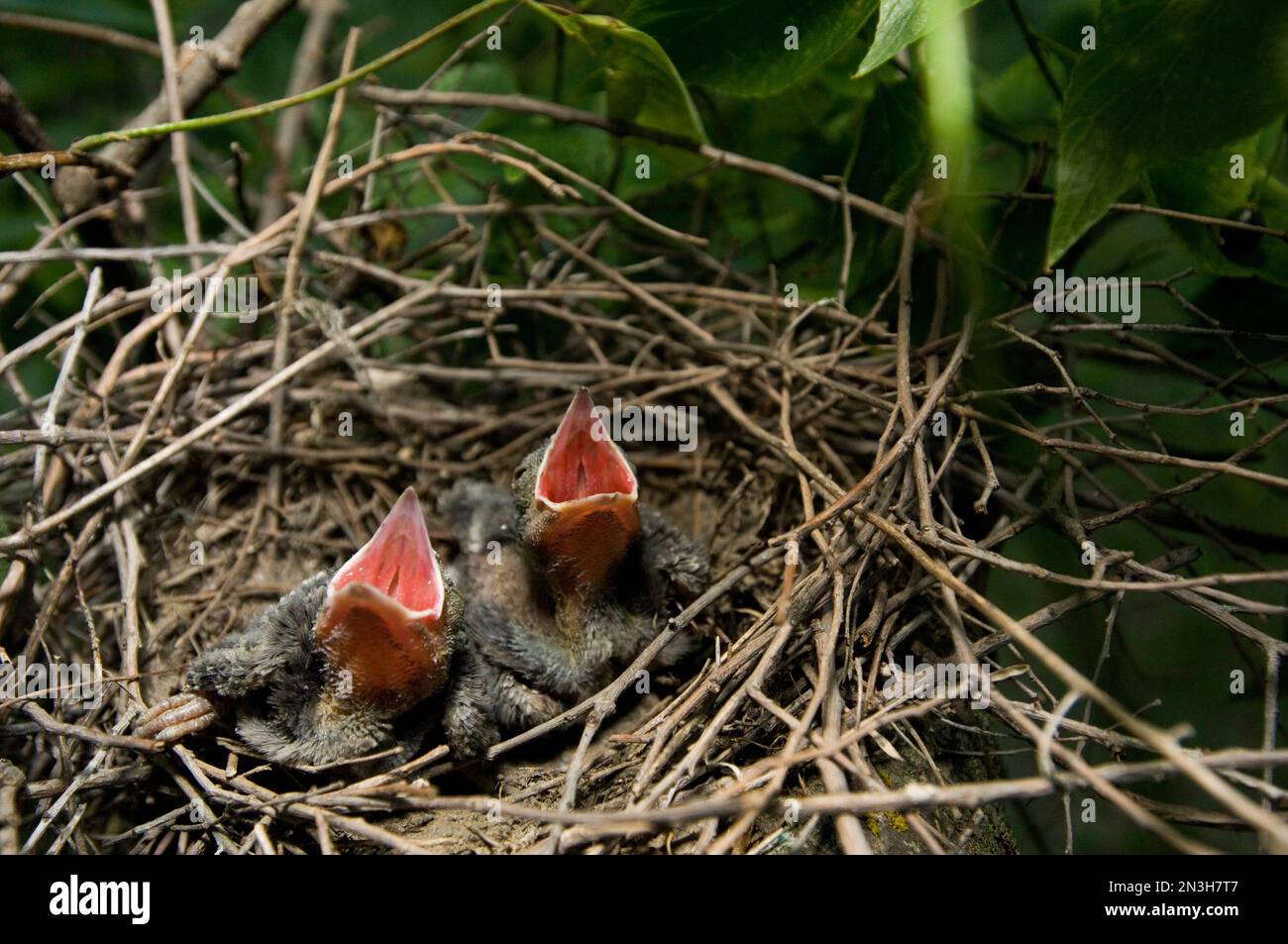 Two baby blue jays (Cyanocitta cristata) wait for their mother to ...