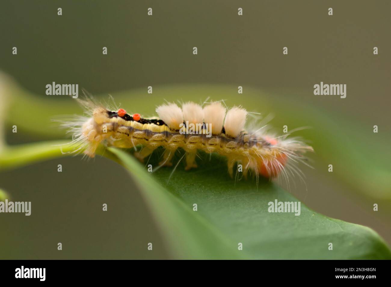 A White-marked Tussock Moth (Orgyia leucostigma) climbs on a tree ...