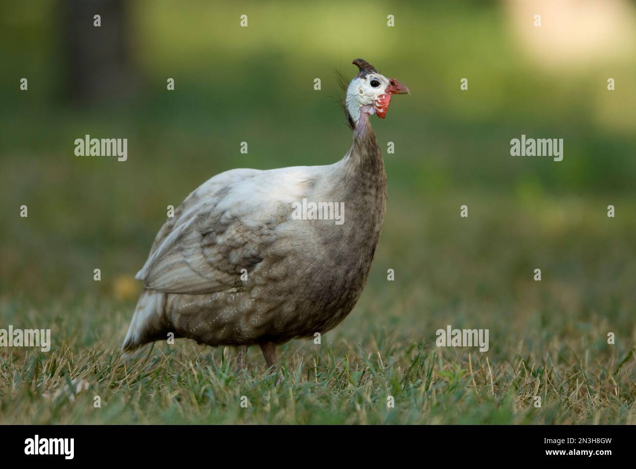 Turkey on a hog farm in Kansas; Greenleaf, Kansas, United States of ...