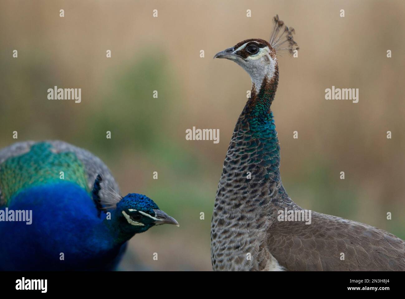Peacock couple hi-res stock photography and images - Alamy