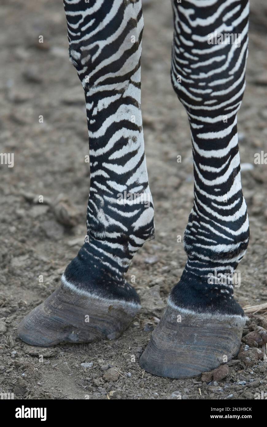 White stripes on side of body hi-res stock photography and images - Alamy