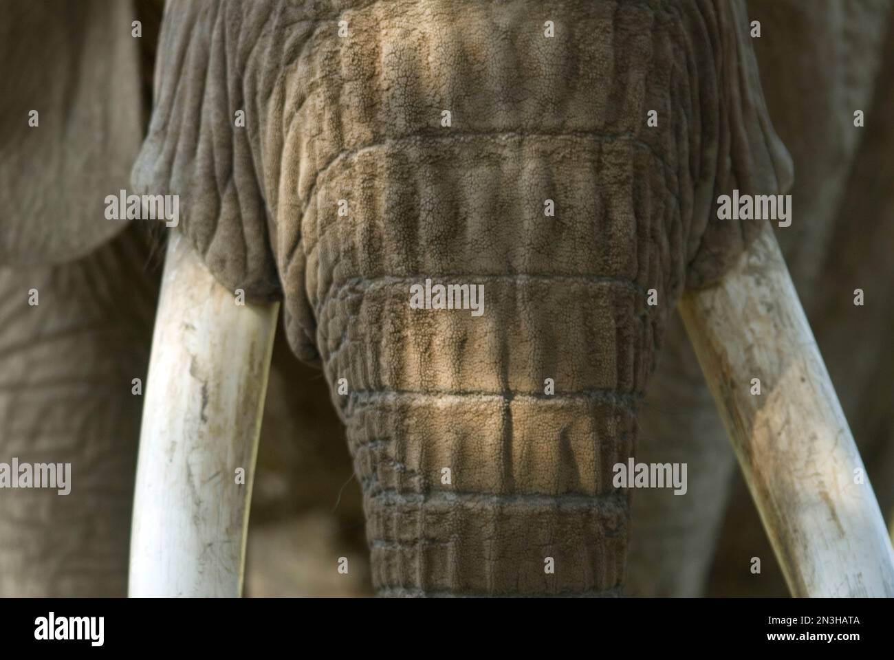 Henry and the elephant hi-res stock photography and images - Alamy