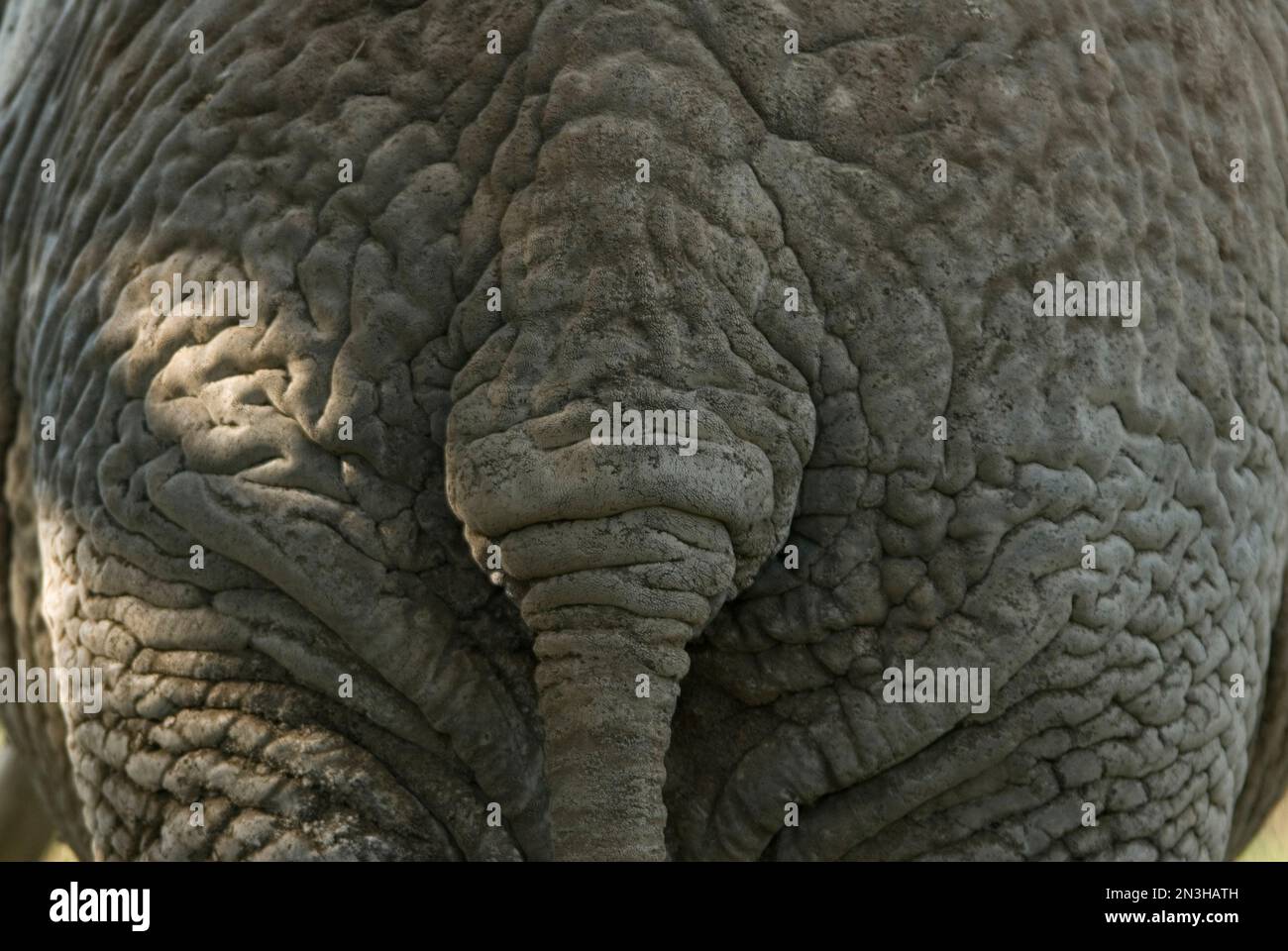 Close-up of the tail, rear and wrinkled skin of an African elephant ...