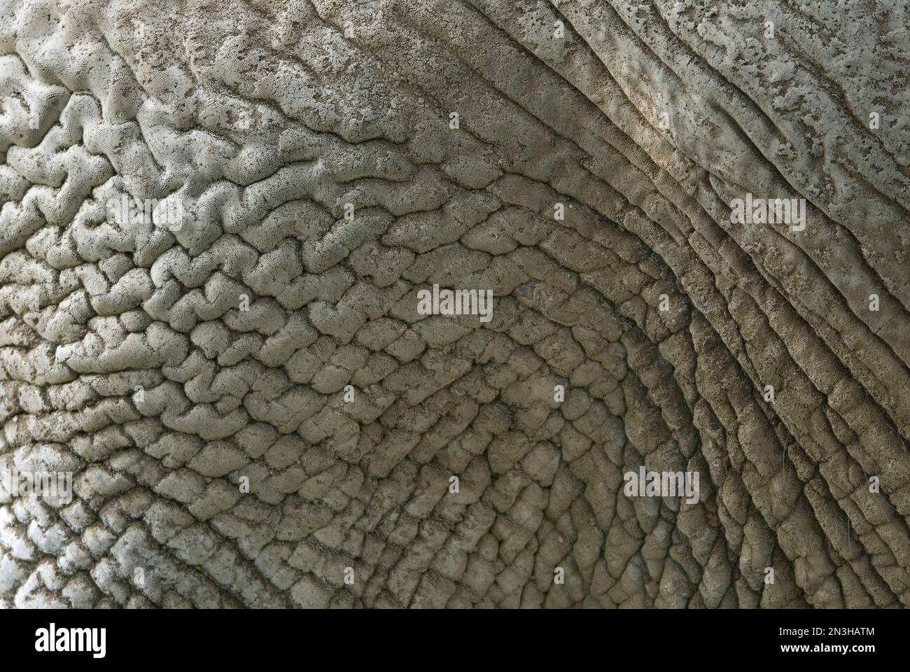 Extreme close-up of the skin of an African elephant (Loxodonta) at a ...
