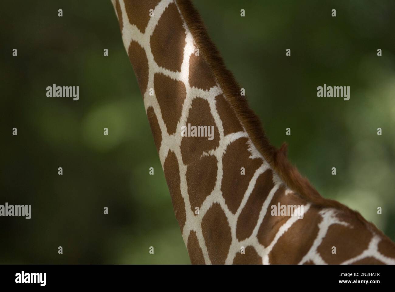 Close-up of the neck of a Reticulated giraffe (Giraffa camelopardalis ...