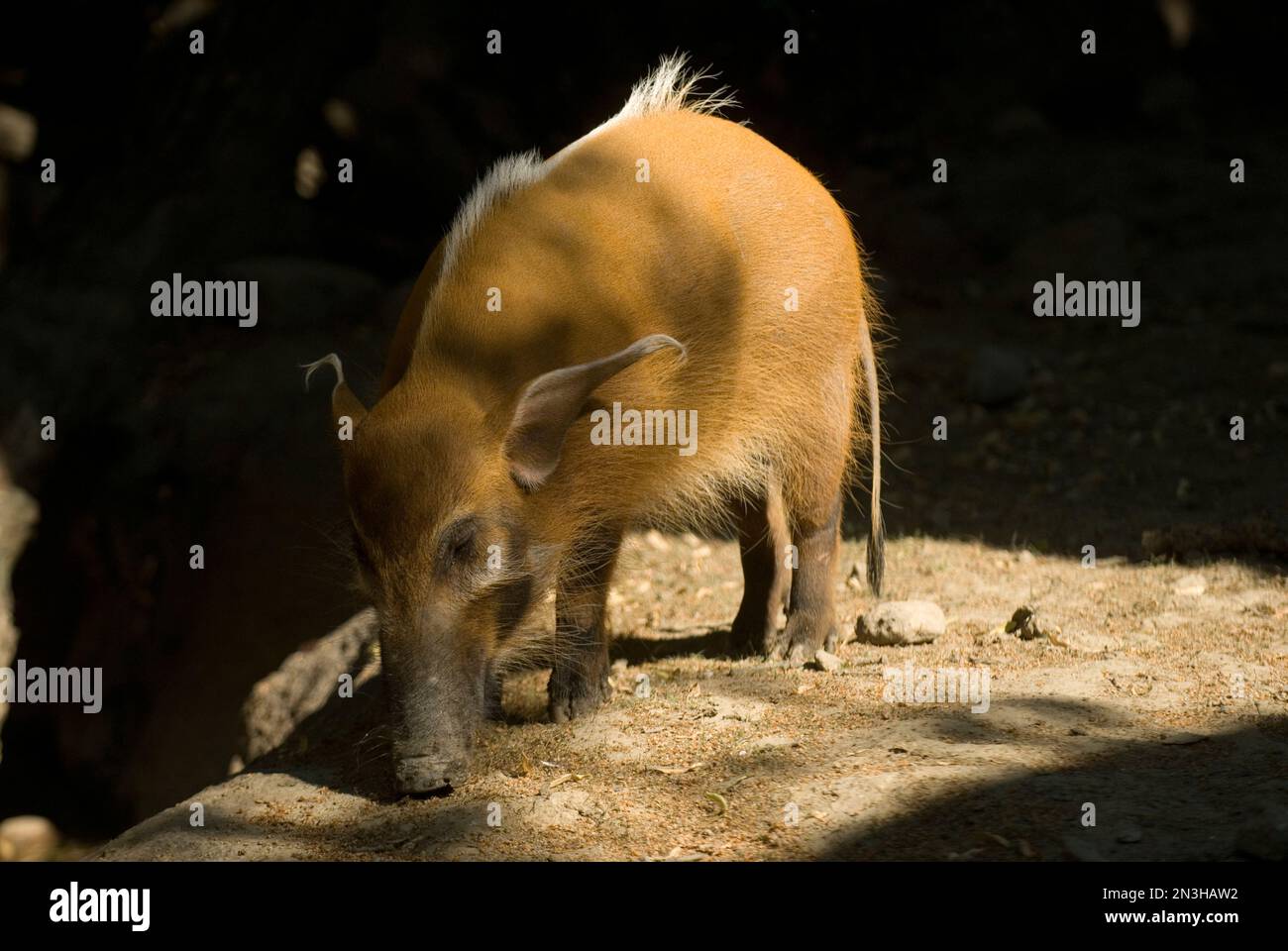 Red river hog (Potamochoerus porcus) in it's enclosure at a zoo; Omaha ...