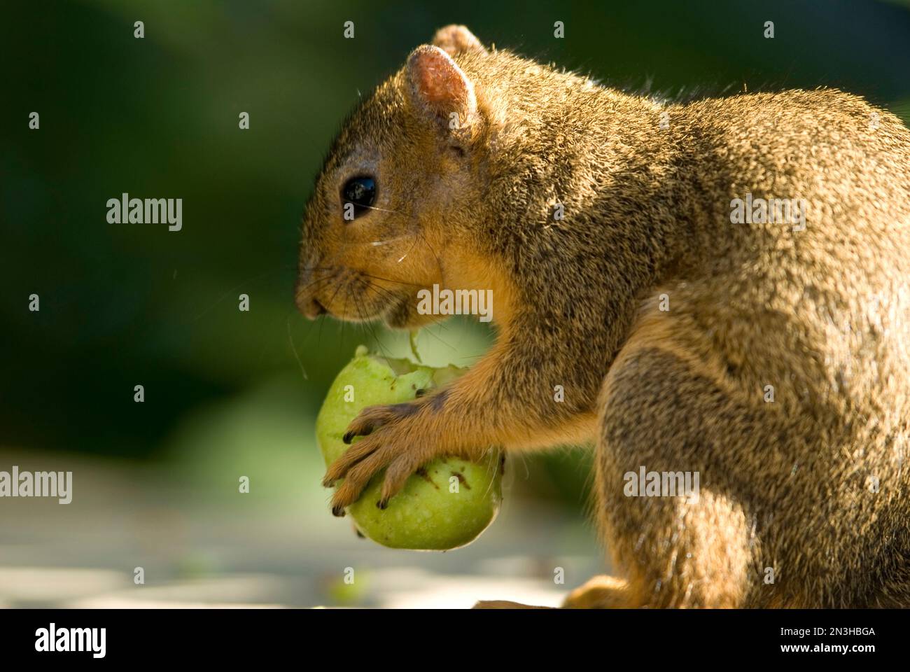 Red Fox squirrel (Sciurus niger) chews on a walnut; Lincoln, Nebraska ...