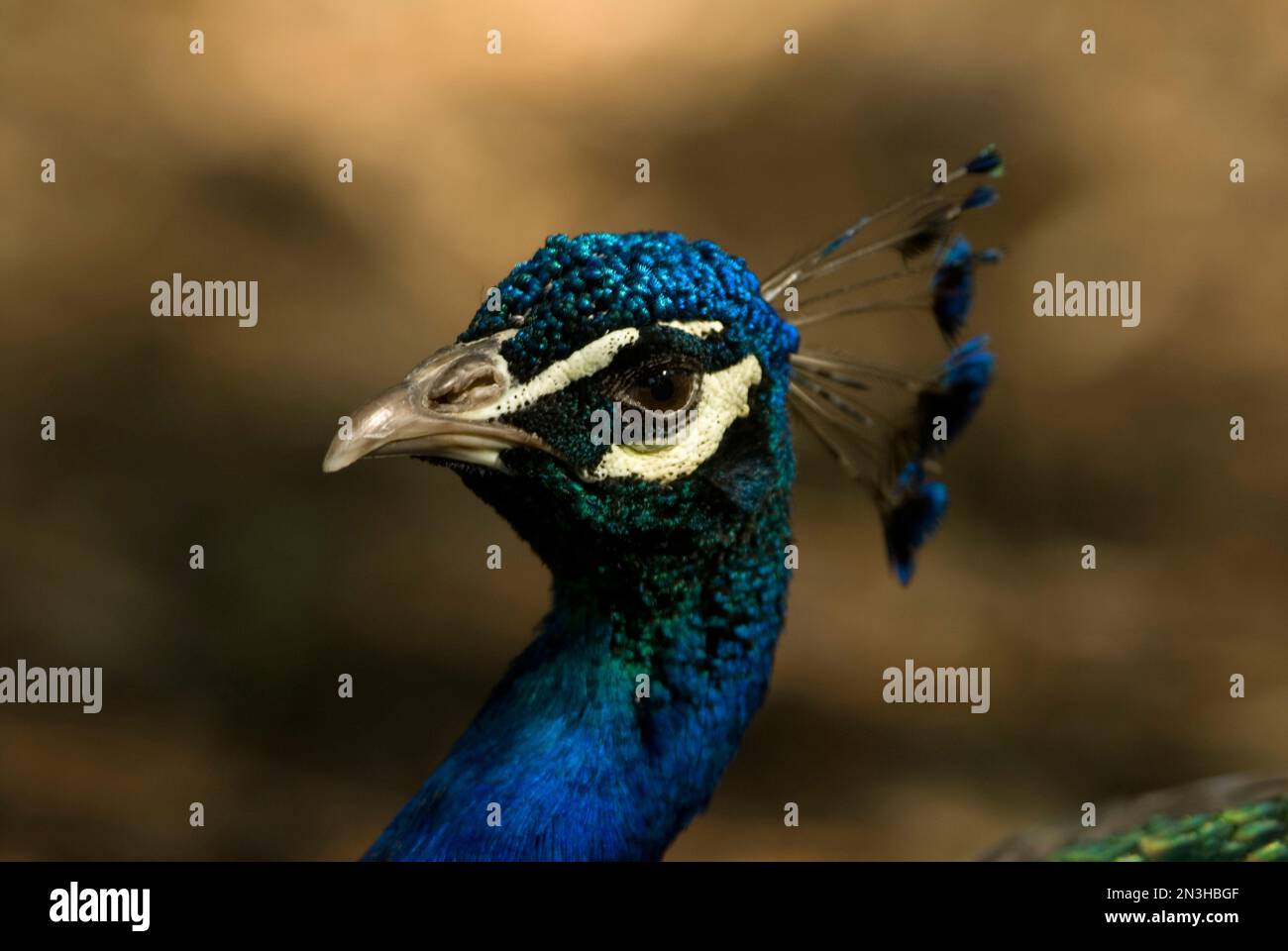 Side view of a male peacock hi-res stock photography and images - Alamy