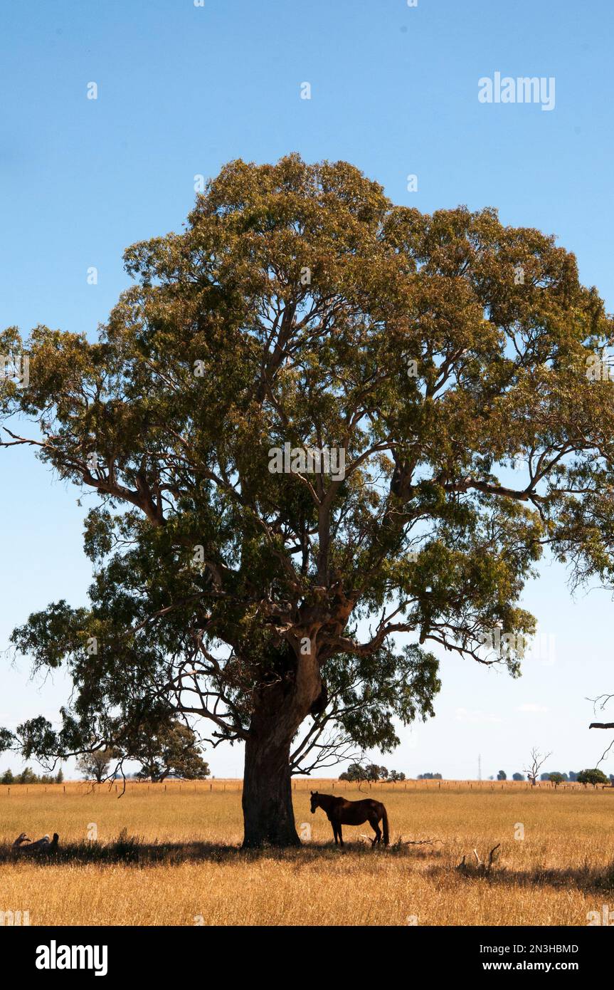 Lagoon paddock hi-res stock photography and images - Alamy