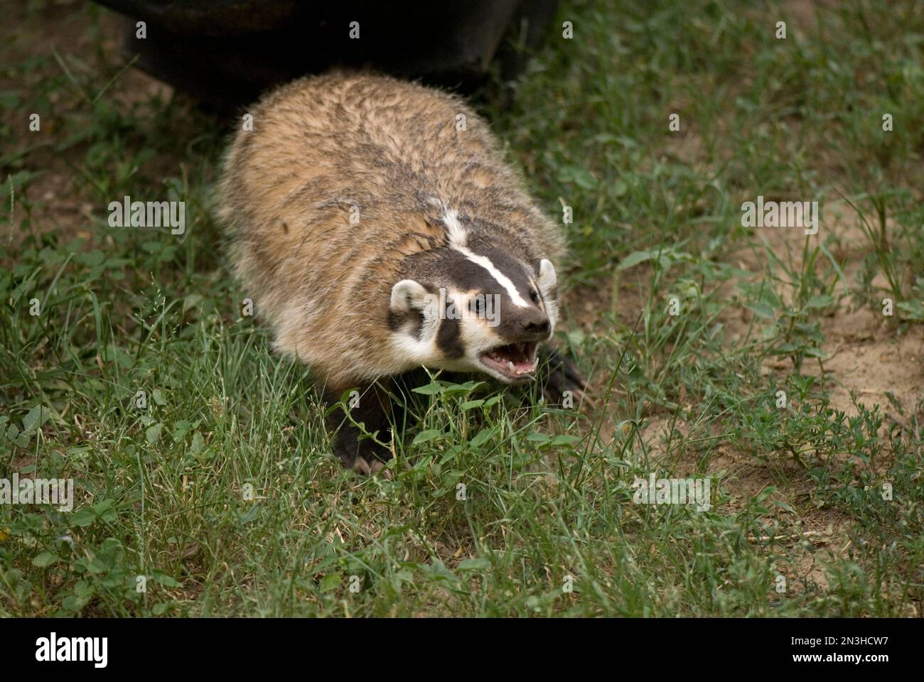 Open mouth of a hi-res stock photography and images - Alamy