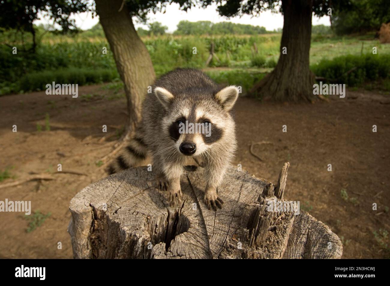 Raccoon (Procyon lotor) standing on a tree stump and looking at the ...