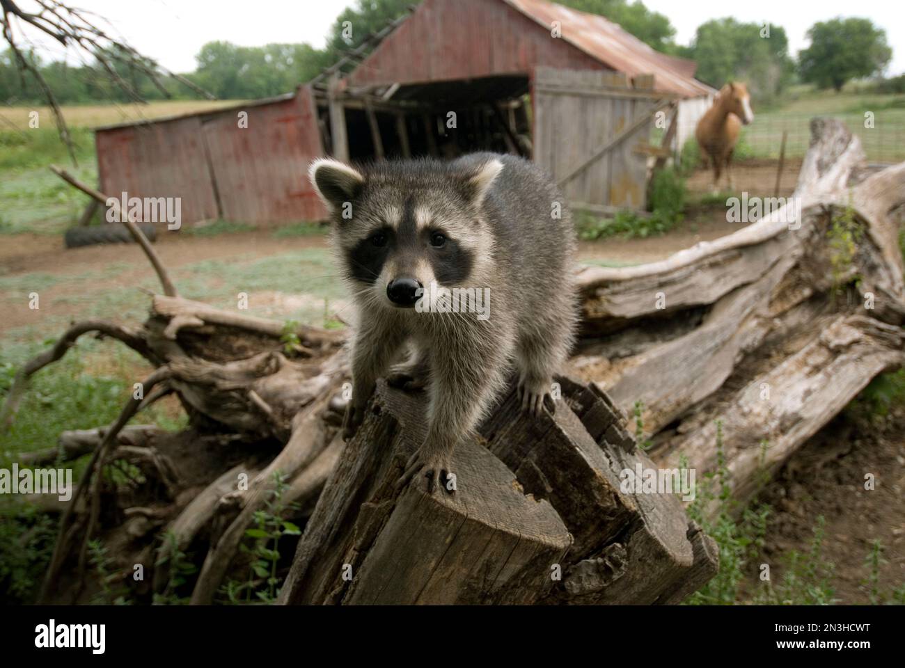 Raccoon (Procyon lotor) climbing on a tree stump on a farmyard at a ...