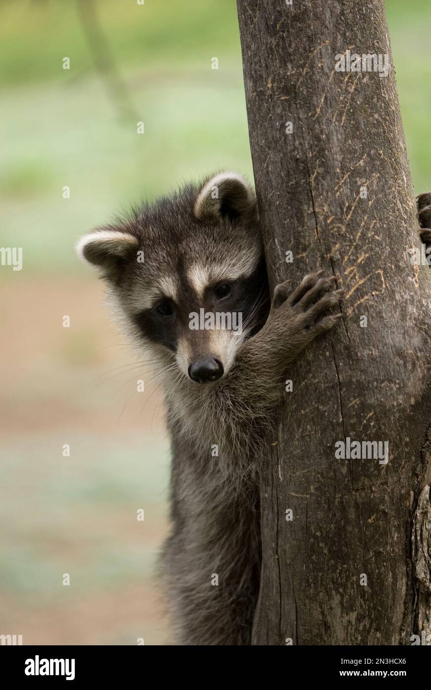 Raccoon (Procyon lotor) climbing a tree at a wildlife rescue member's ...
